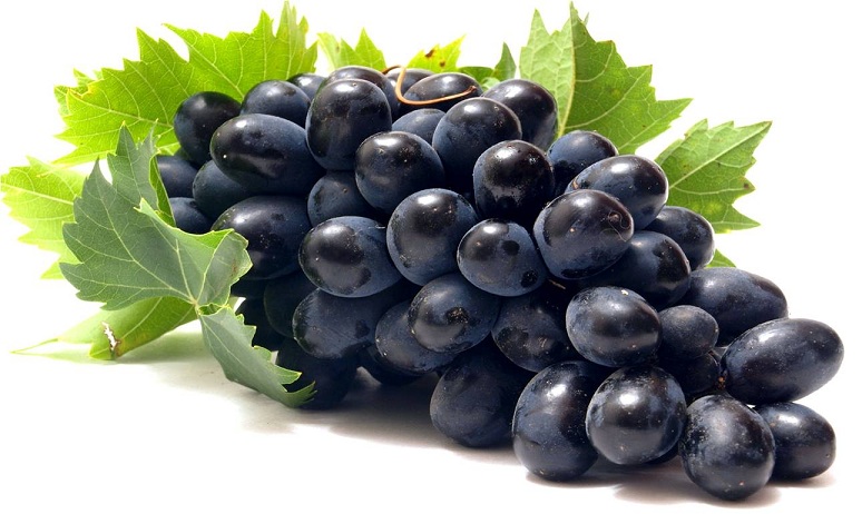 vitis vinifera and Vitaceae the scientific names of grape fruit