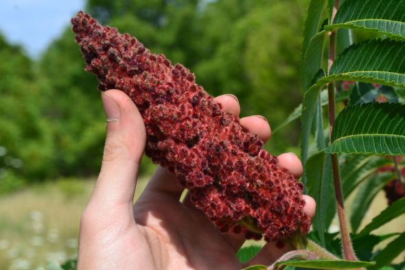 sumac ( origin pictures plant powder medicine benefits )